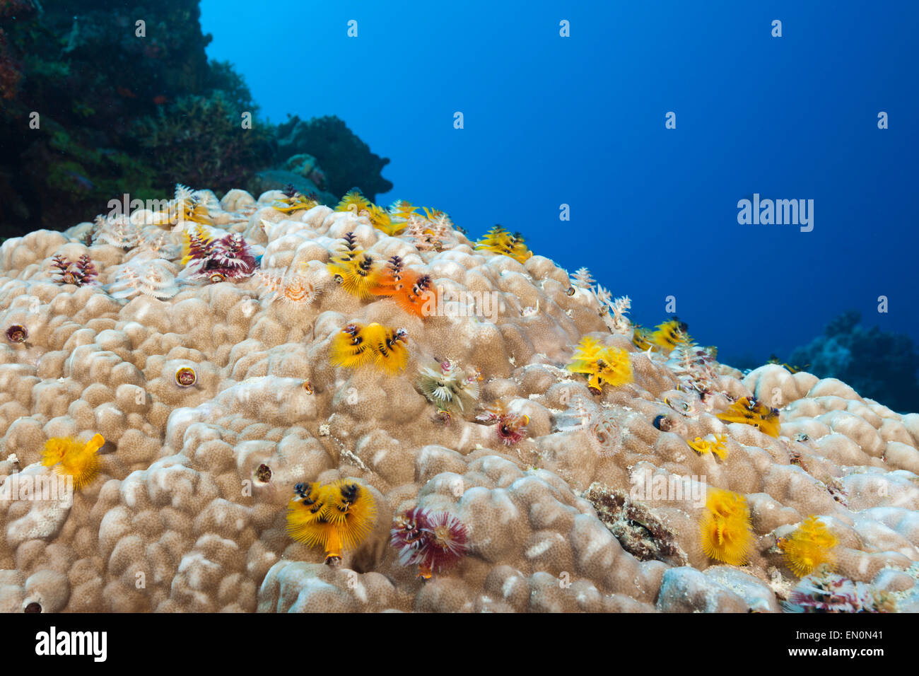 Christmas-Tree Worm, Spirobranchus giganteus, Osprey Reef, Coral Sea ...