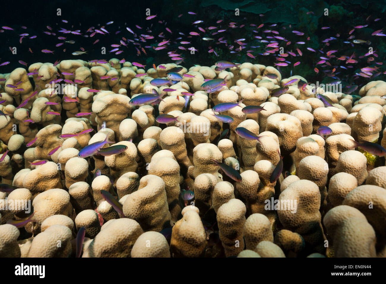 Whitleys Slender Basslet over Coral Reef, Luzonichthys whitleyi, Osprey ...