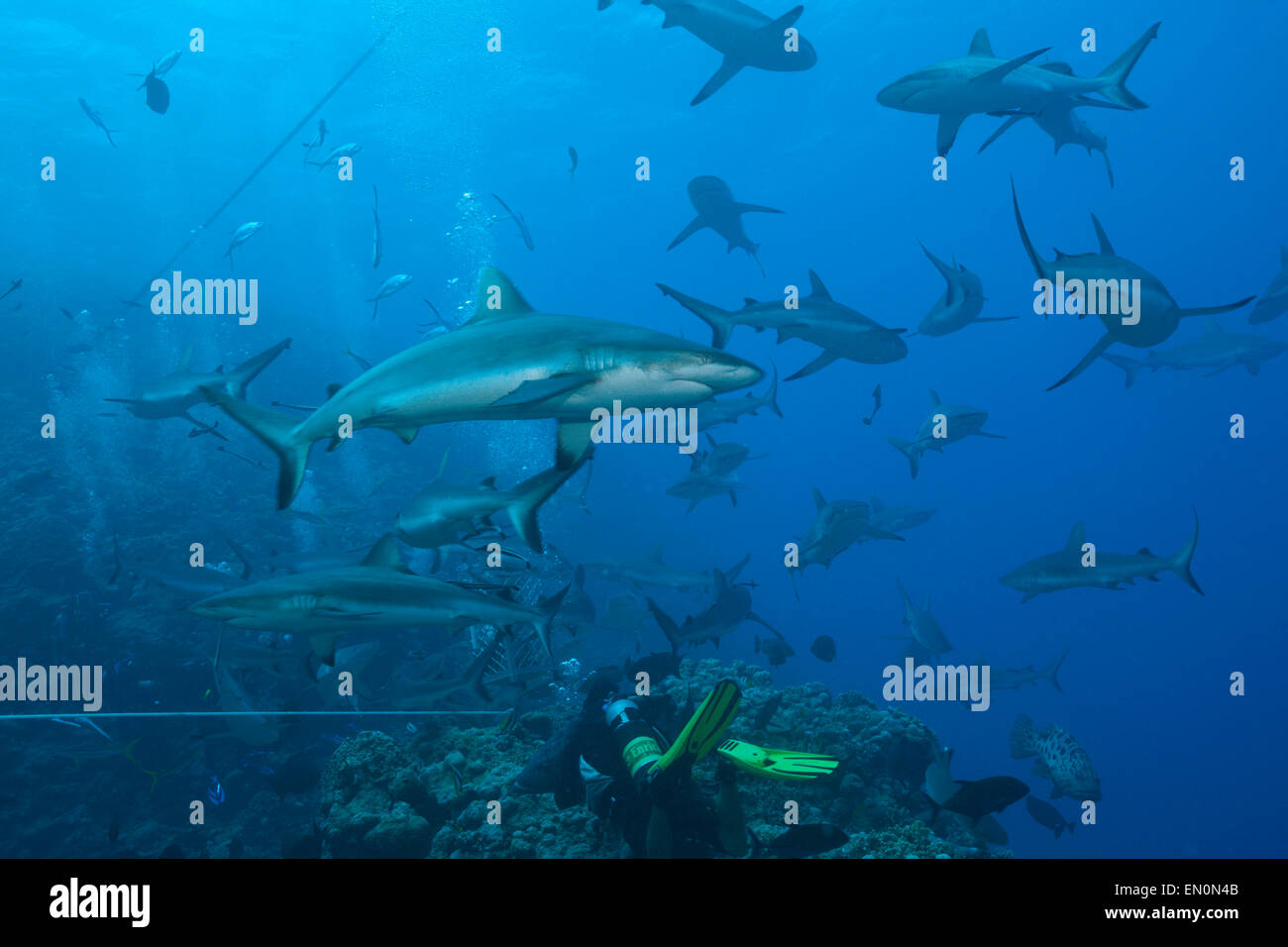 Grey Reef Shark during feeding frenzy, Carcharhinus amblyrhynchos ...