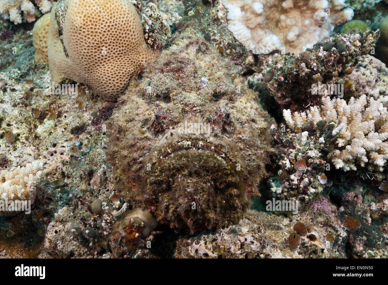 Reef Stonefish, Synanceia verrucosa, Osprey Reef, Coral Sea, Australia ...