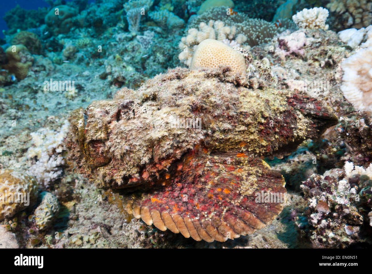 Stonefish Sting