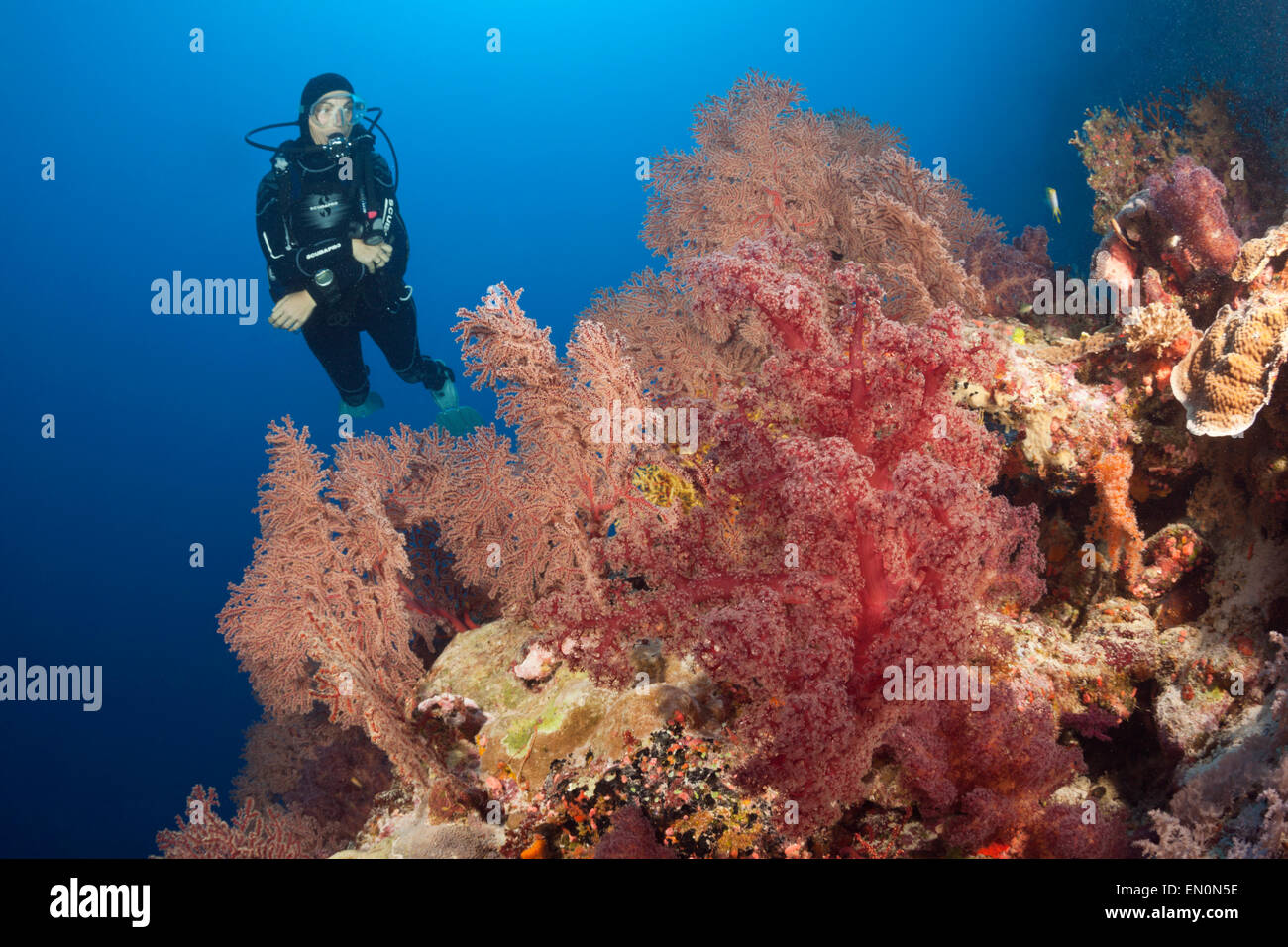 Scuba Diver over Coral Reef, Osprey Reef, Coral Sea, Australia Stock ...