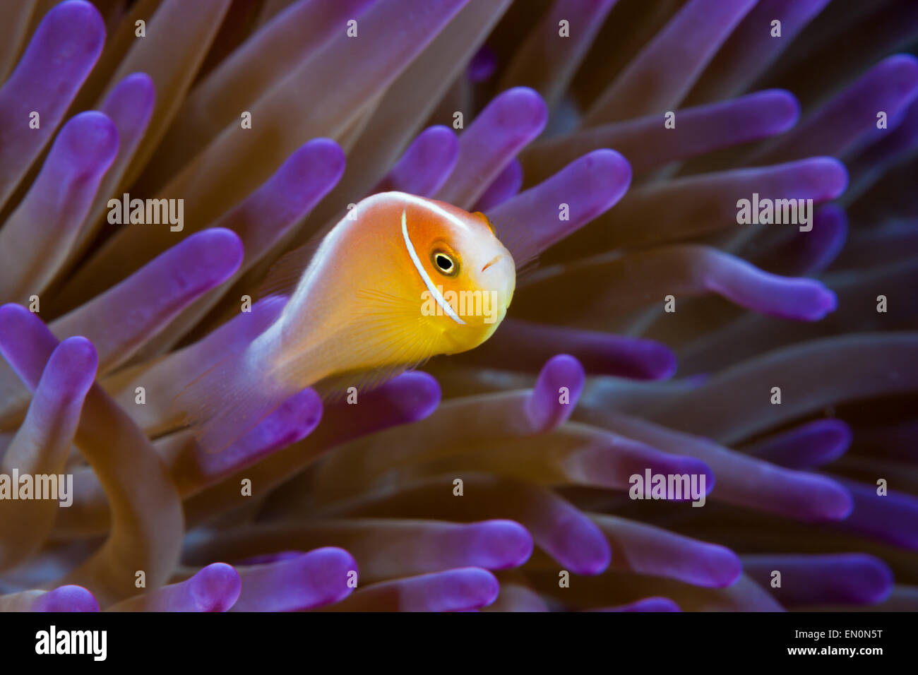 Pink anemonefish, Amphiprion perideraion, Great Barrier Reef, Australia ...
