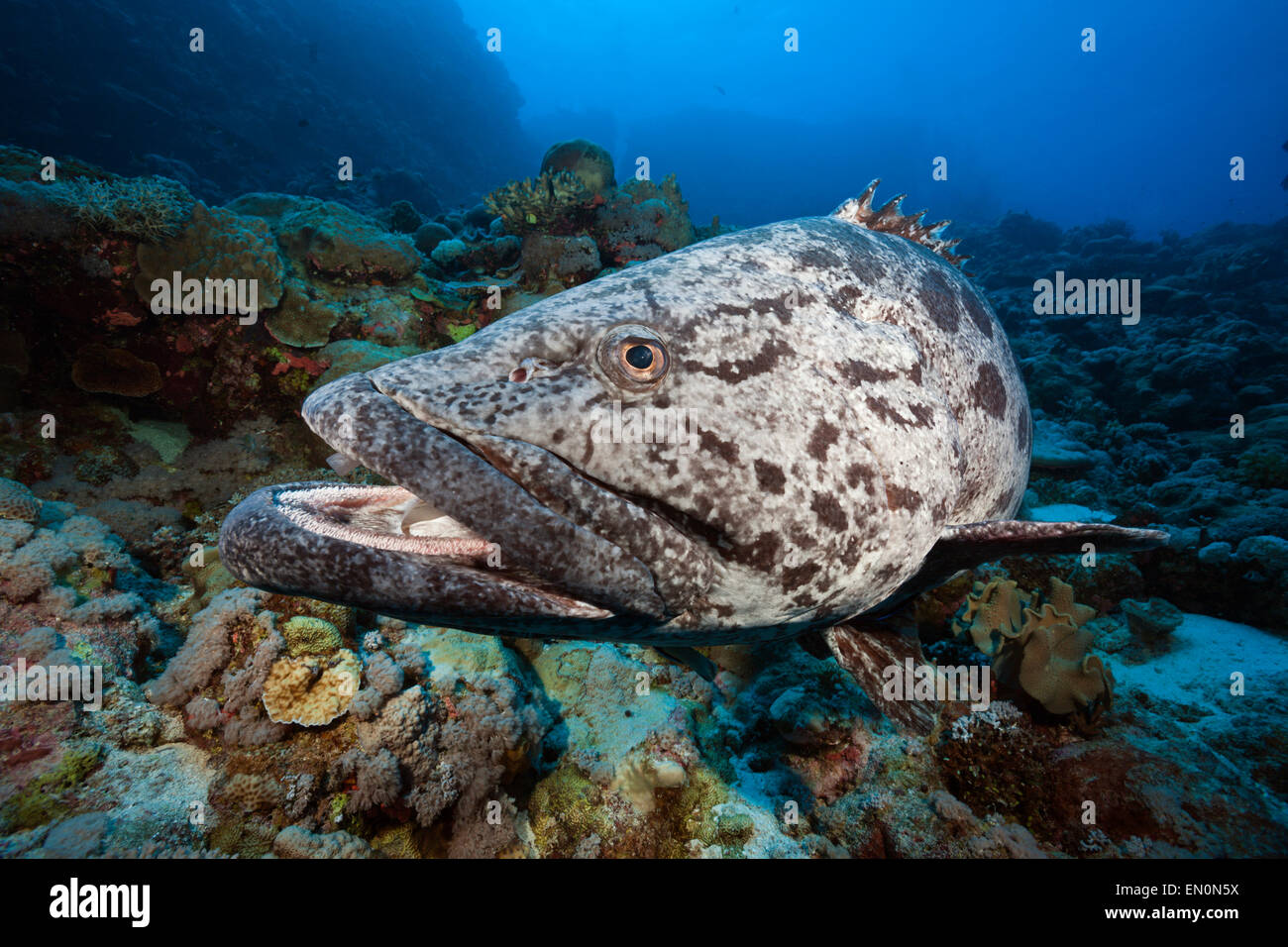 Potato Cod, Epinephelus tukula, Great Barrier Reef, Australia Stock ...