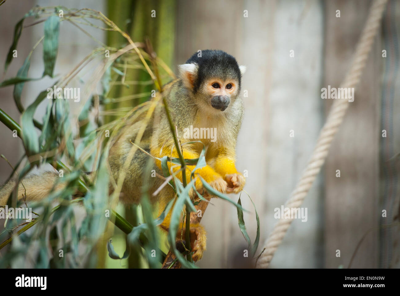 Saimiri, squirrel monkey Stock Photo - Alamy