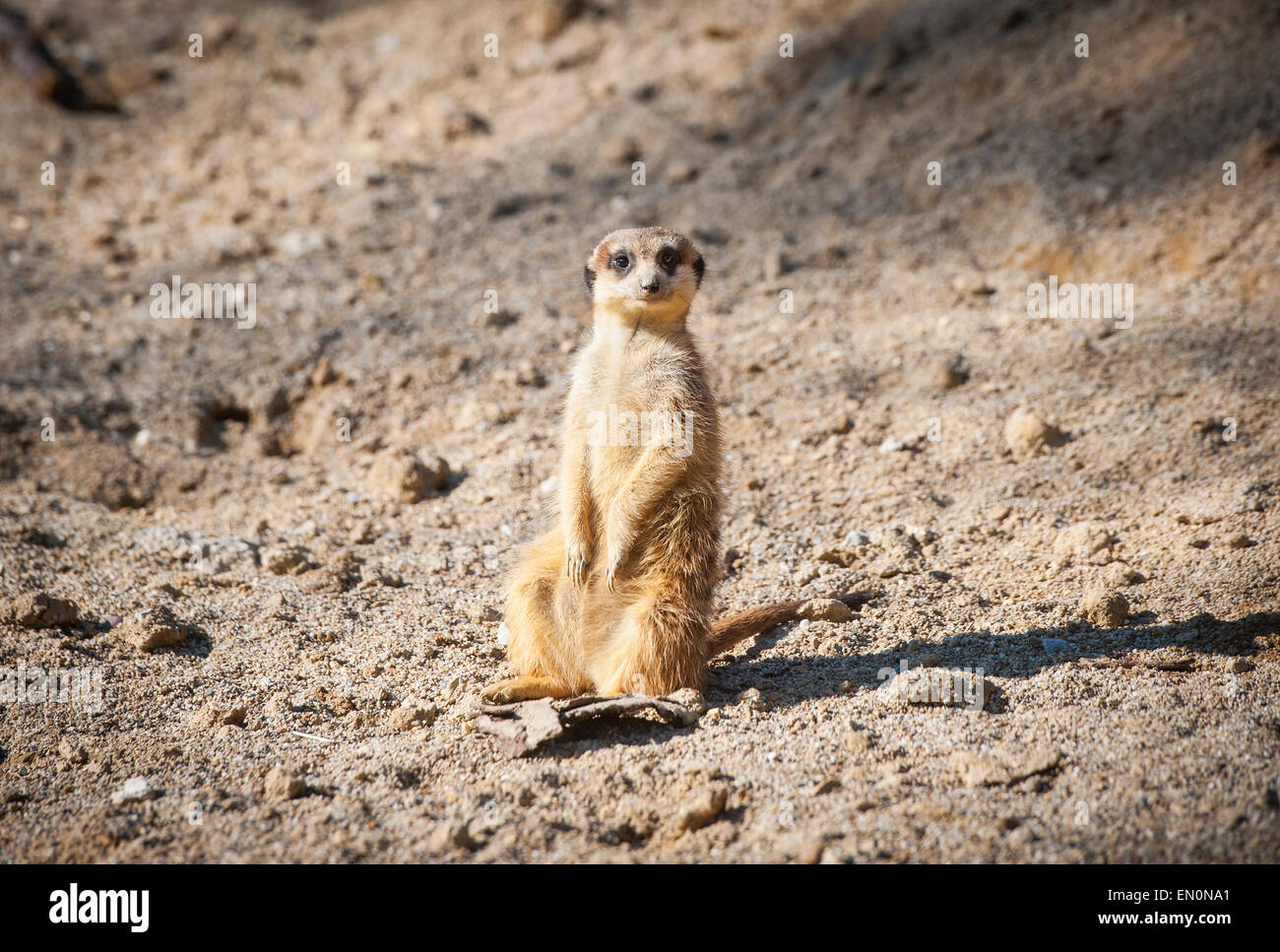 Suricata wallpaper hi-res stock photography and images - Alamy