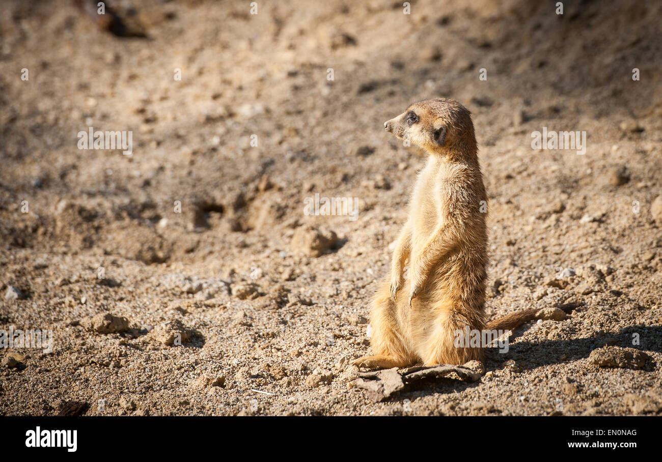 Suricata wallpaper hi-res stock photography and images - Alamy