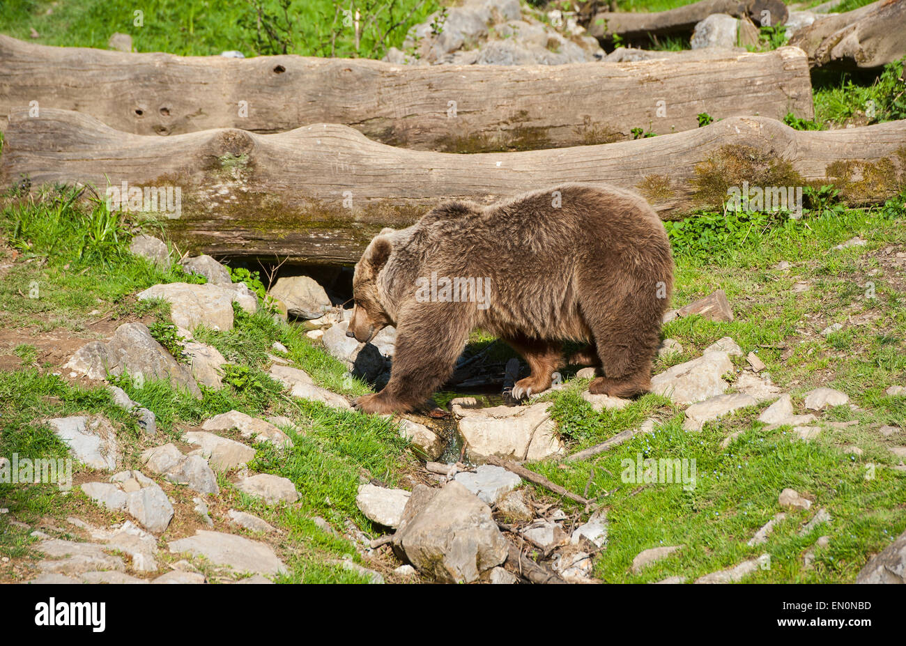 Unique bear hi-res stock photography and images - Alamy