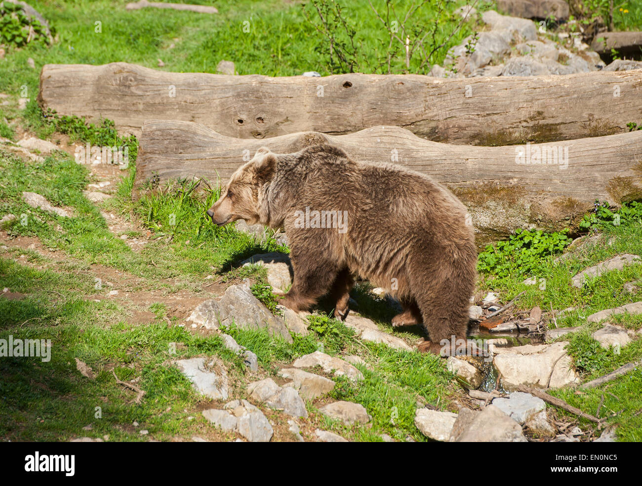 Unique bear hi-res stock photography and images - Alamy