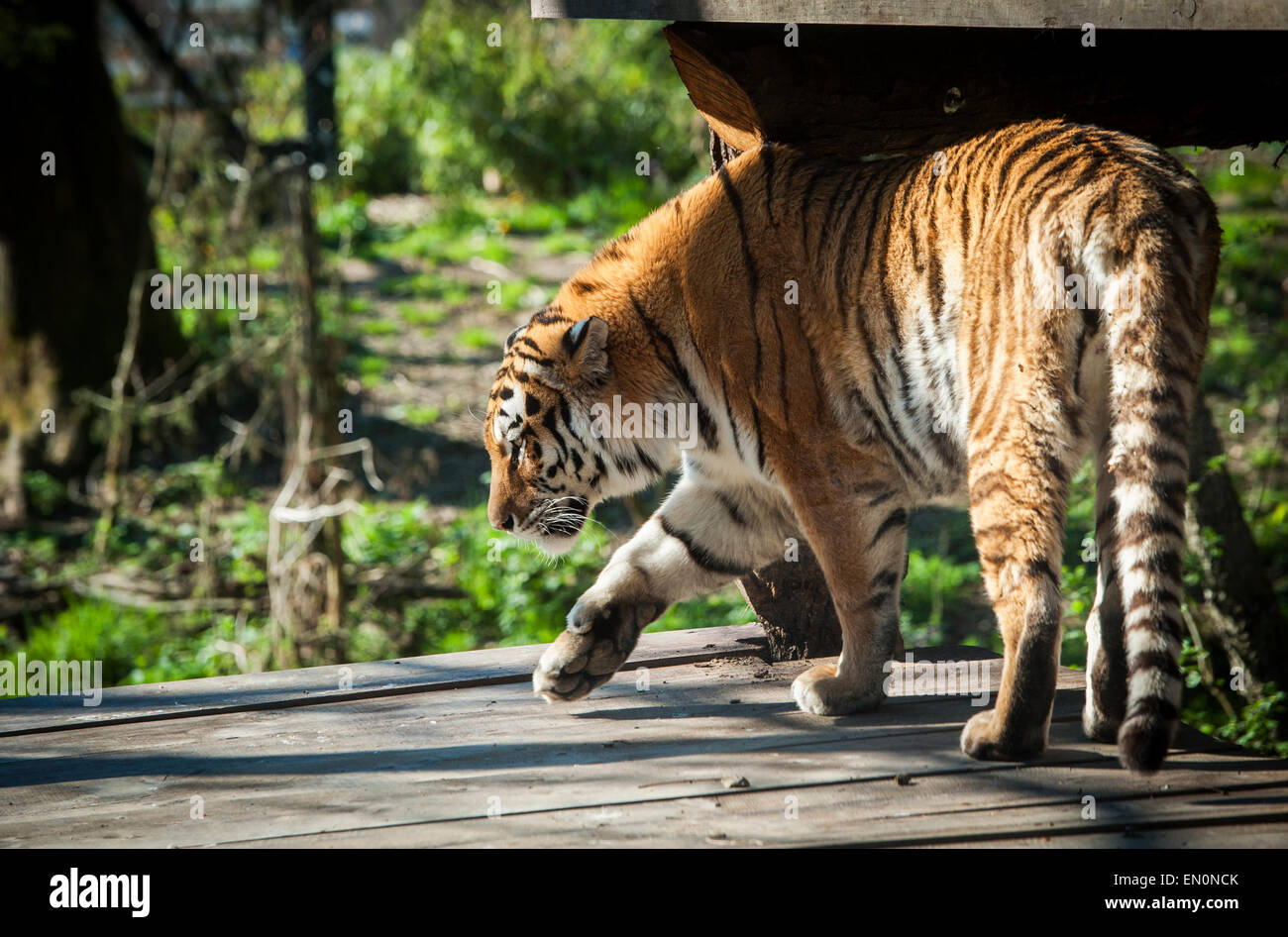 Siberian tiger forest hi-res stock photography and images - Alamy