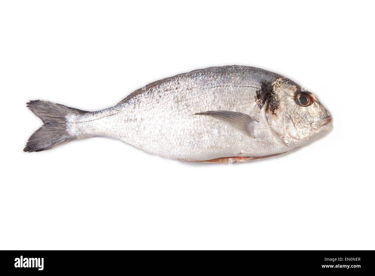 Raw and clean sea bream fish. Isolated over white background Stock ...