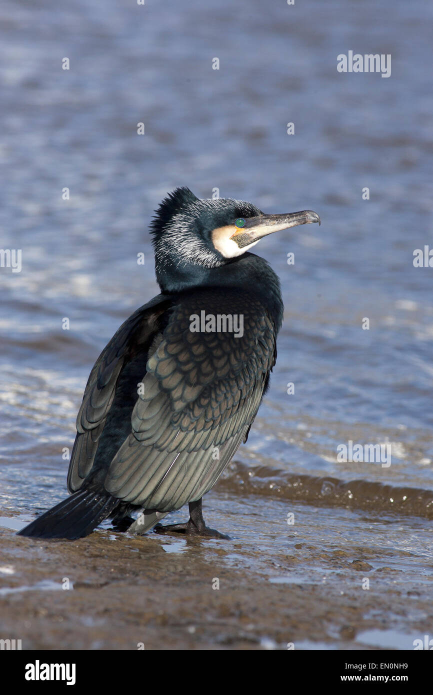 Great Cormorant, adult in breeding plumage standing at water's edge ...