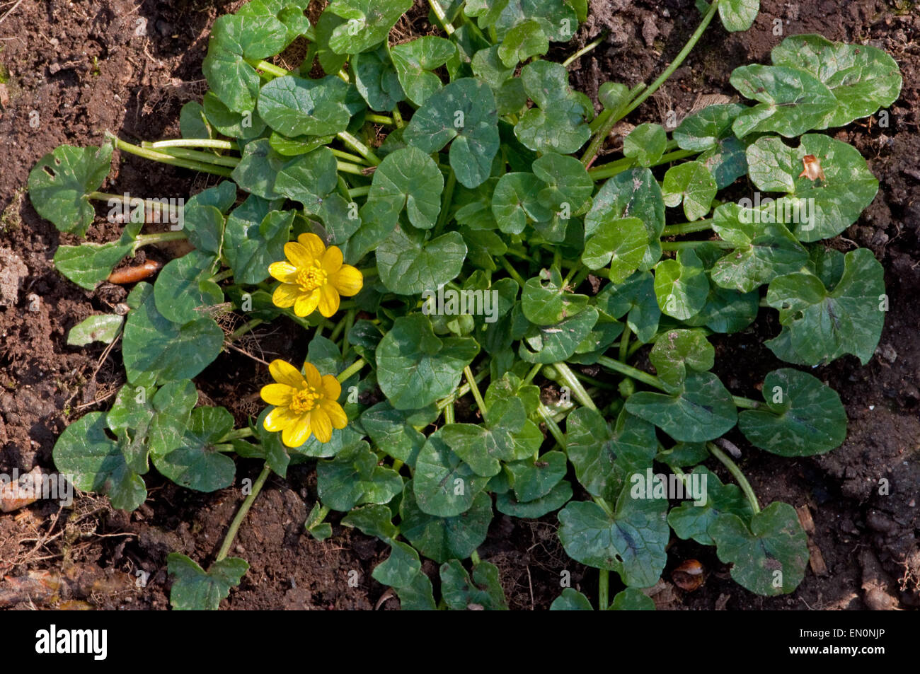 Lesser Celandine in flower Stock Photo - Alamy