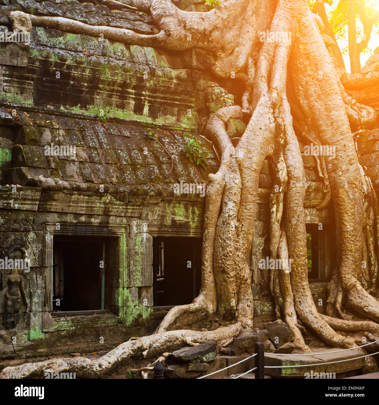 Giant tree covering Ta Prom temple, Siem Reap, Cambodia Stock Photo - Alamy
