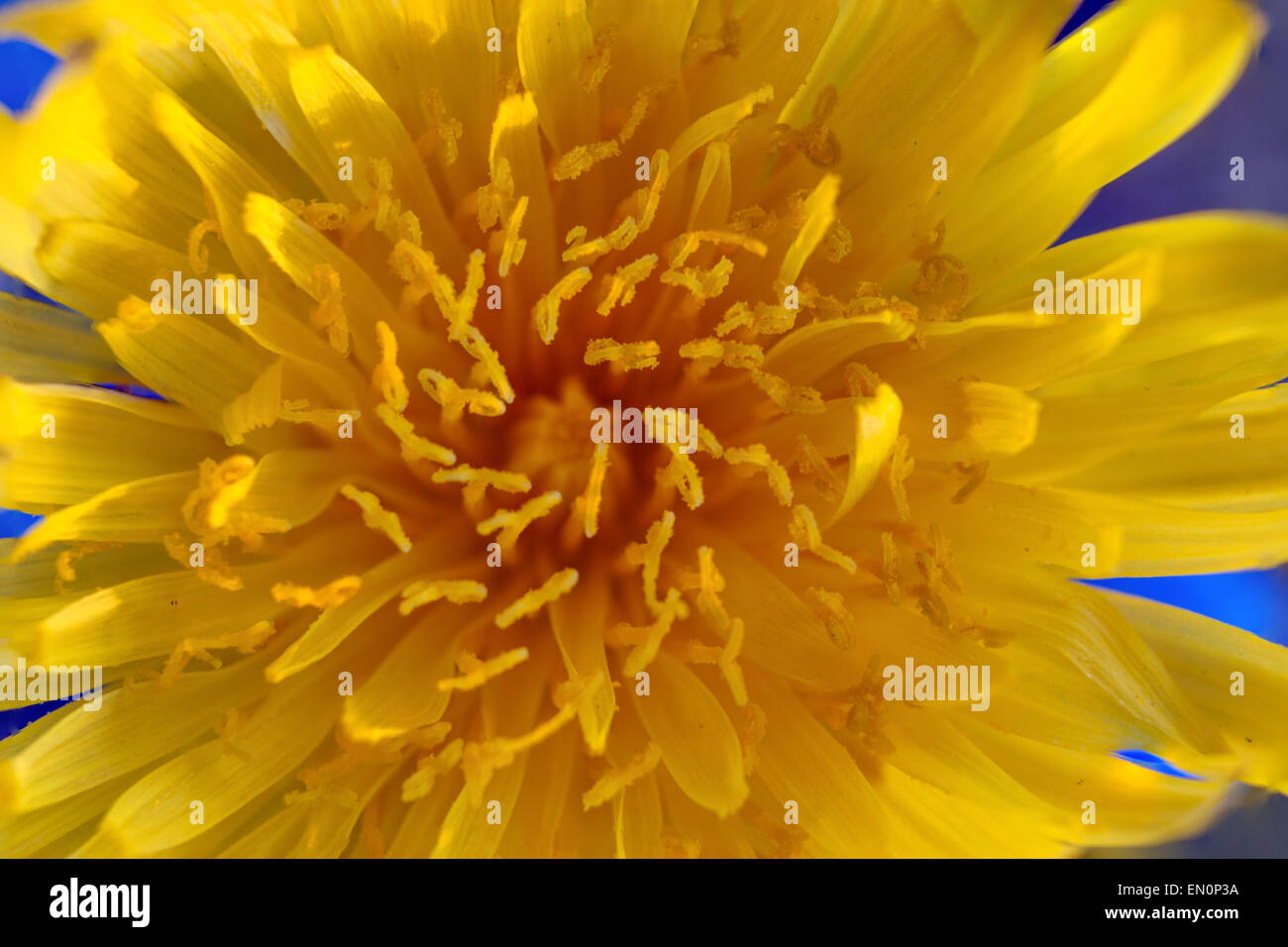 Marco yellow dandelion with nice background Stock Photo - Alamy