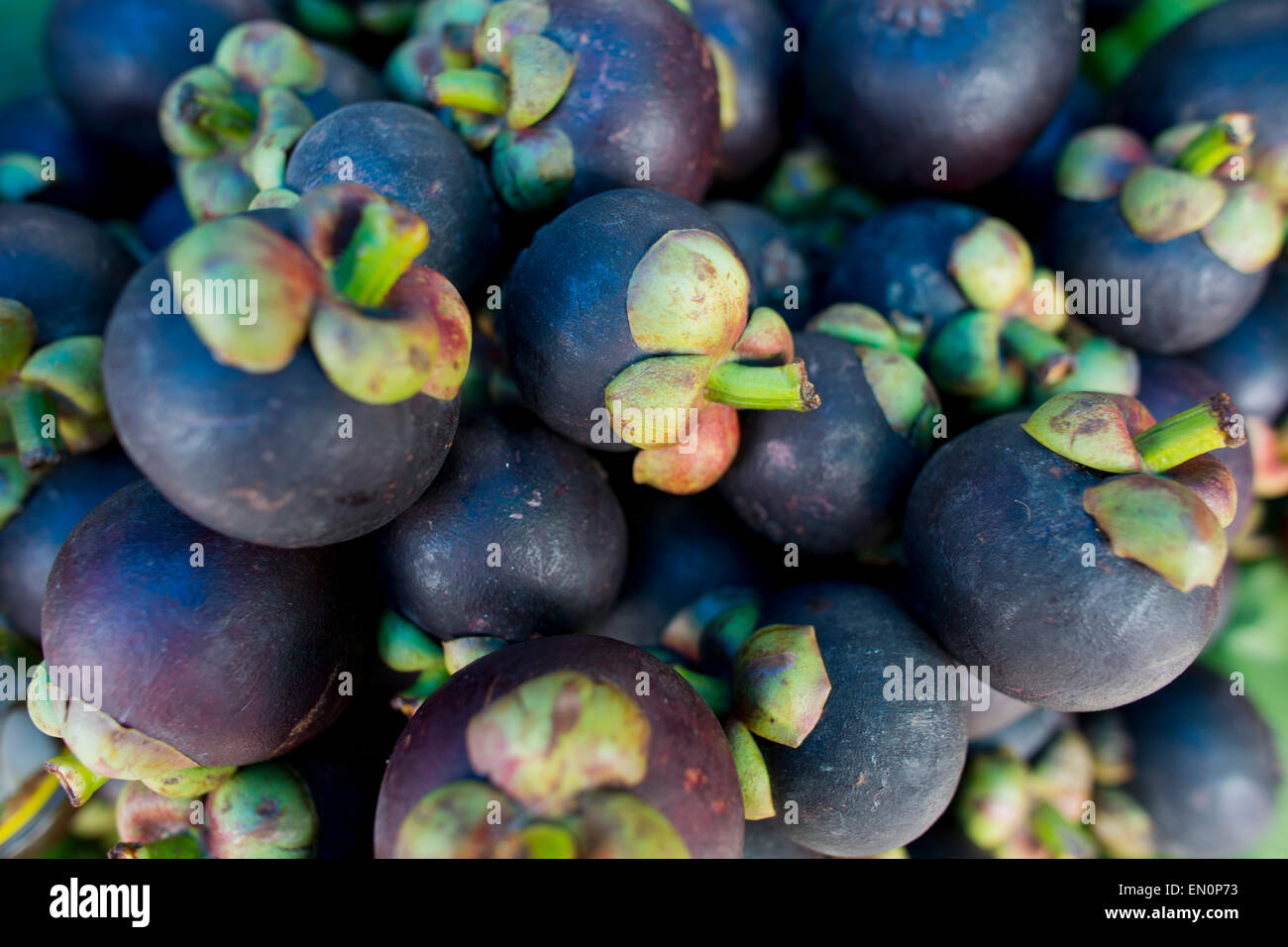 Octandra hi-res stock photography and images - Alamy