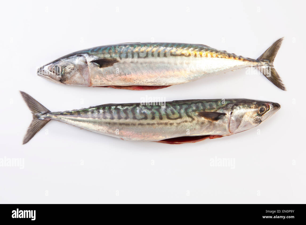 Fresh raw mackerel fish or Scomber scrombrus. Isolated over white ...