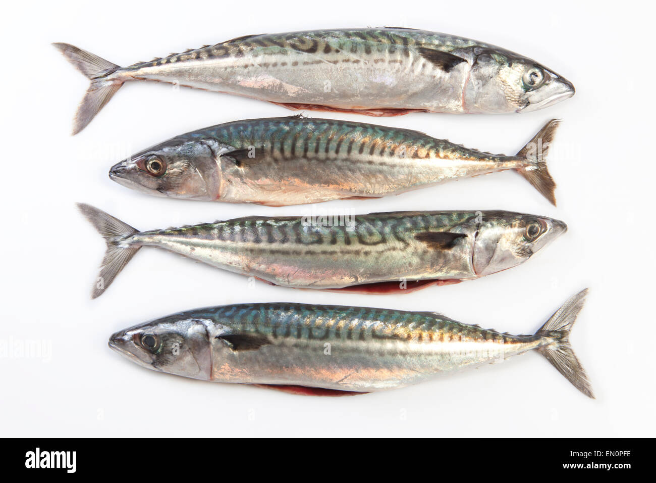 Fresh raw mackerel fish or Scomber scrombrus. Isolated over white ...