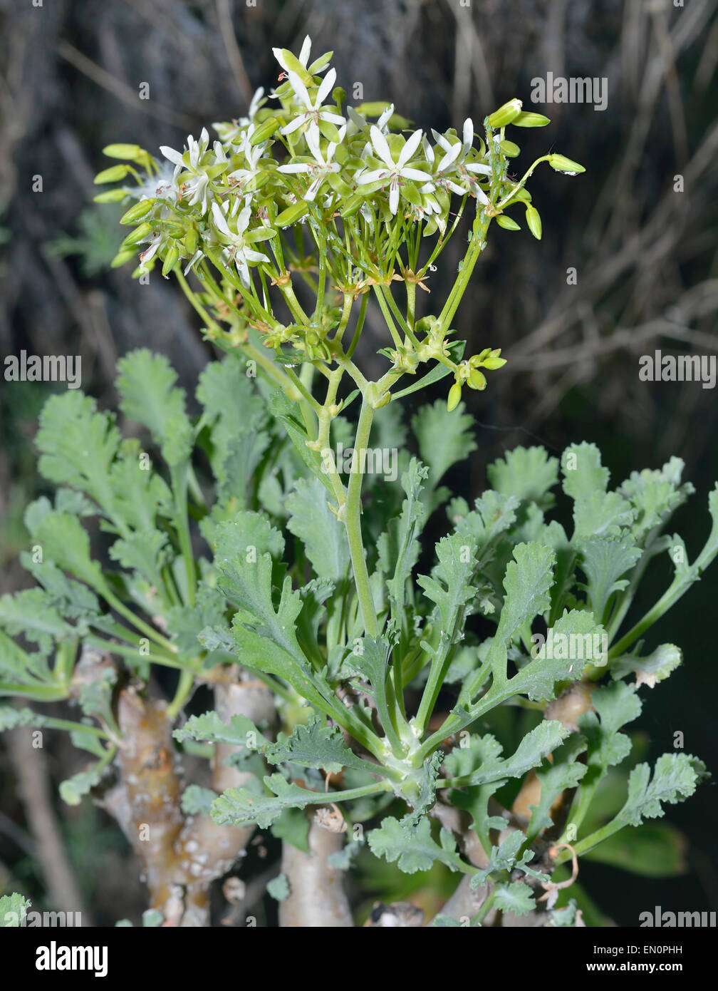 Pelargonium Succulent