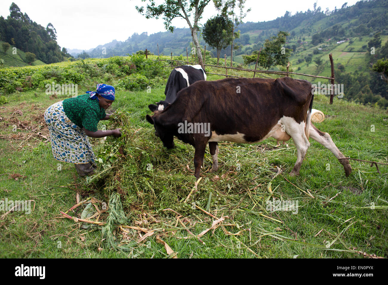 African farmer milking cows hi-res stock photography and images - Alamy