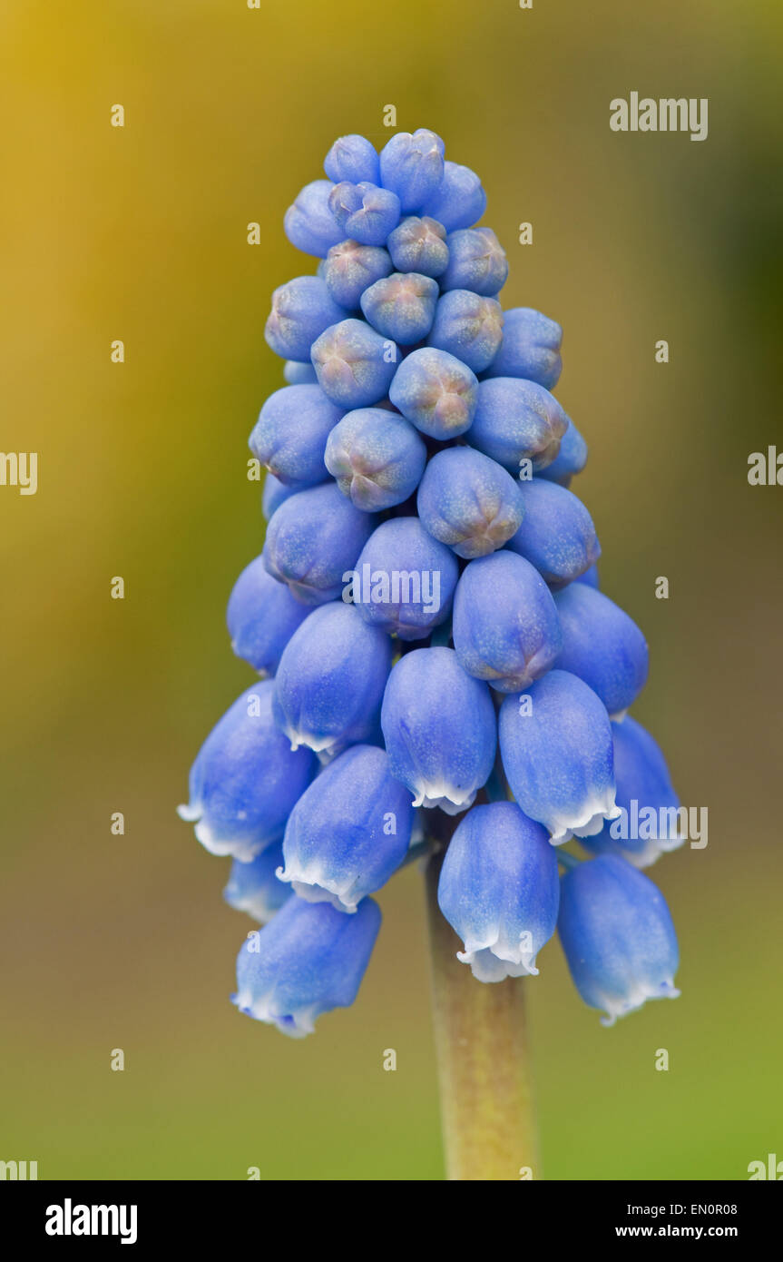 Grape hyacinth muscari flower hi-res stock photography and images - Alamy