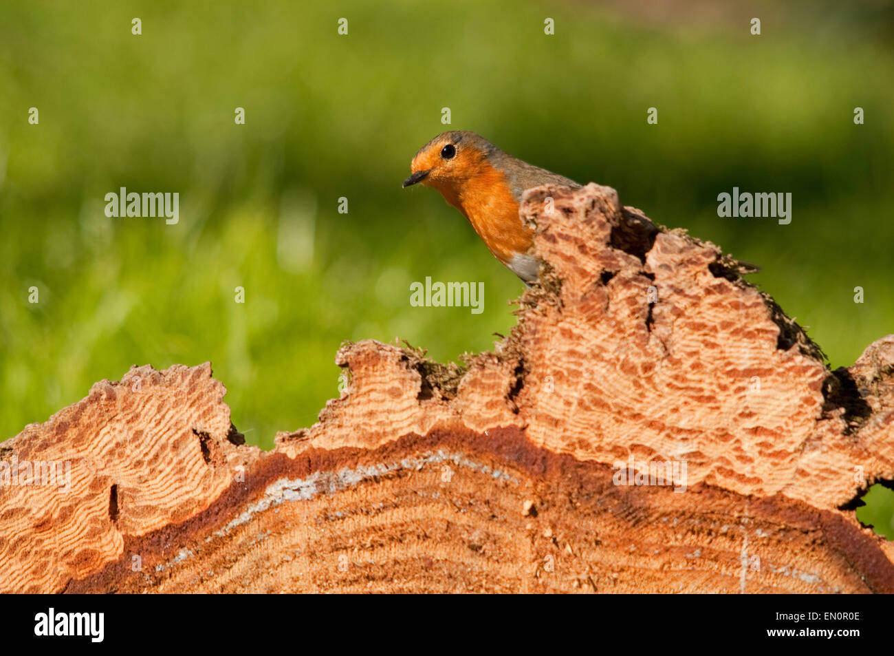 Robin on a pine hi-res stock photography and images - Alamy
