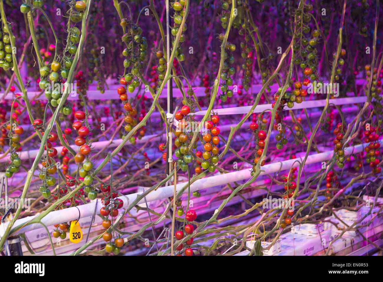 Led lighting in dutch greenhouse en0r53 hi-res stock photography and ...