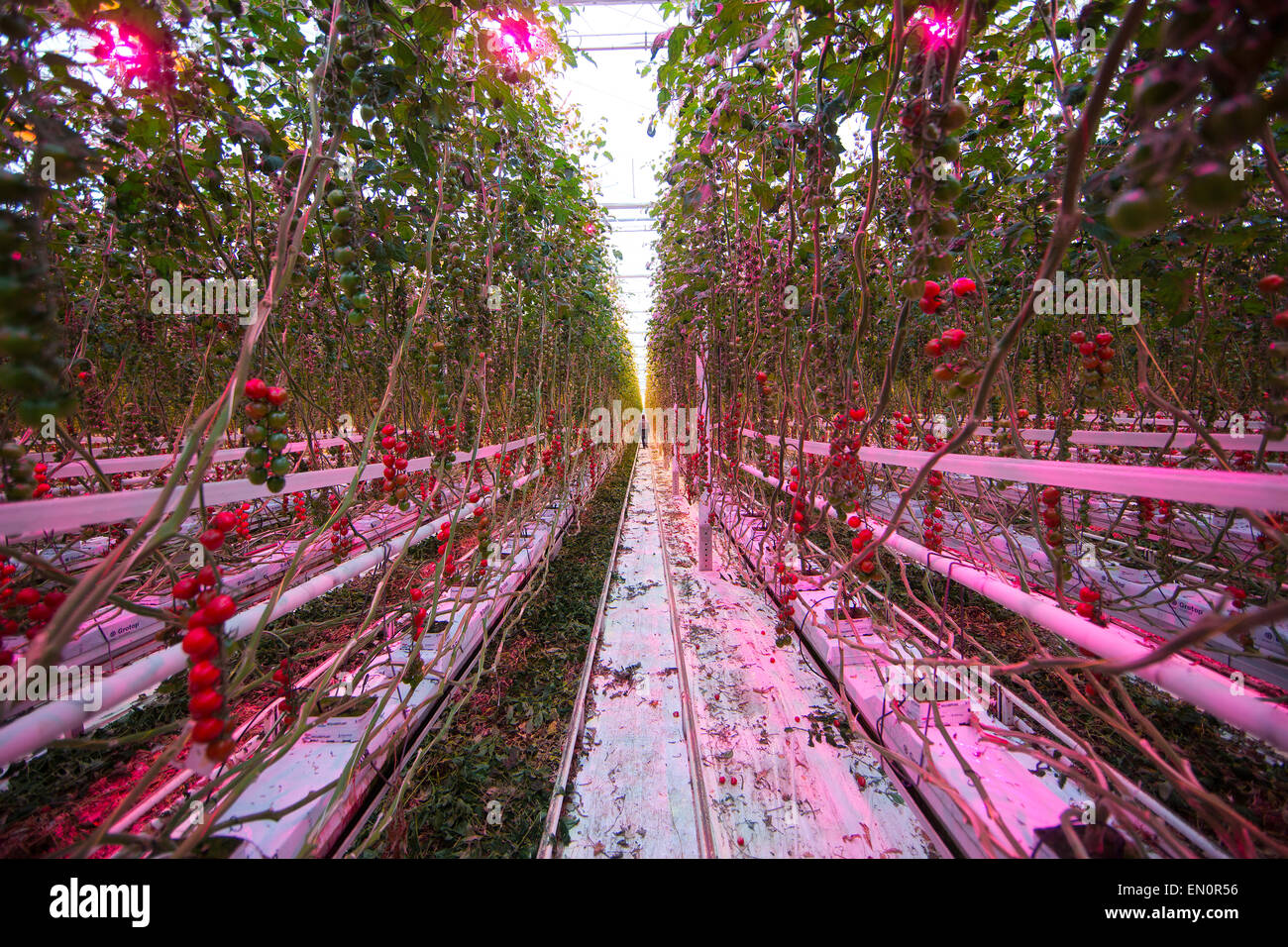 led lighting in dutch greenhouse Stock Photo - Alamy