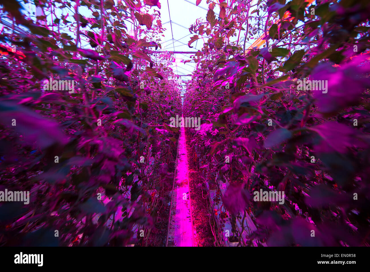 led lighting in dutch greenhouse Stock Photo - Alamy