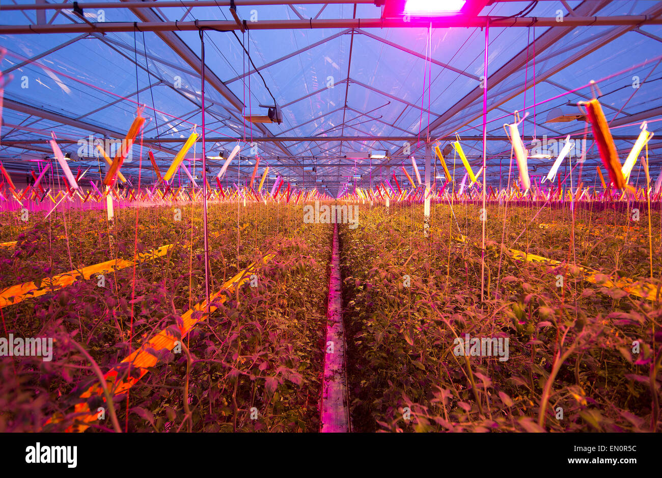 led lighting in dutch greenhouse Stock Photo - Alamy