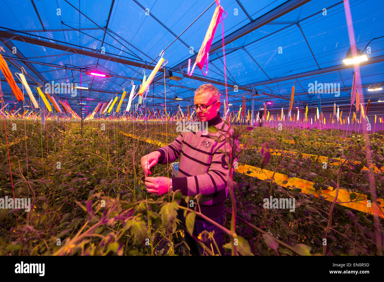 led lighting in dutch greenhouse Stock Photo - Alamy