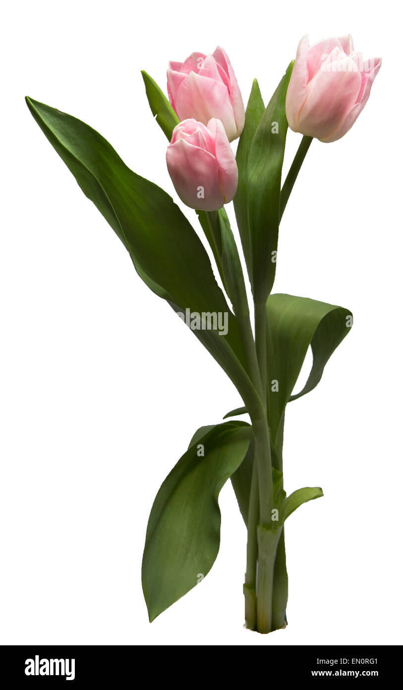 3 pink tulips hi-res stock photography and images - Alamy