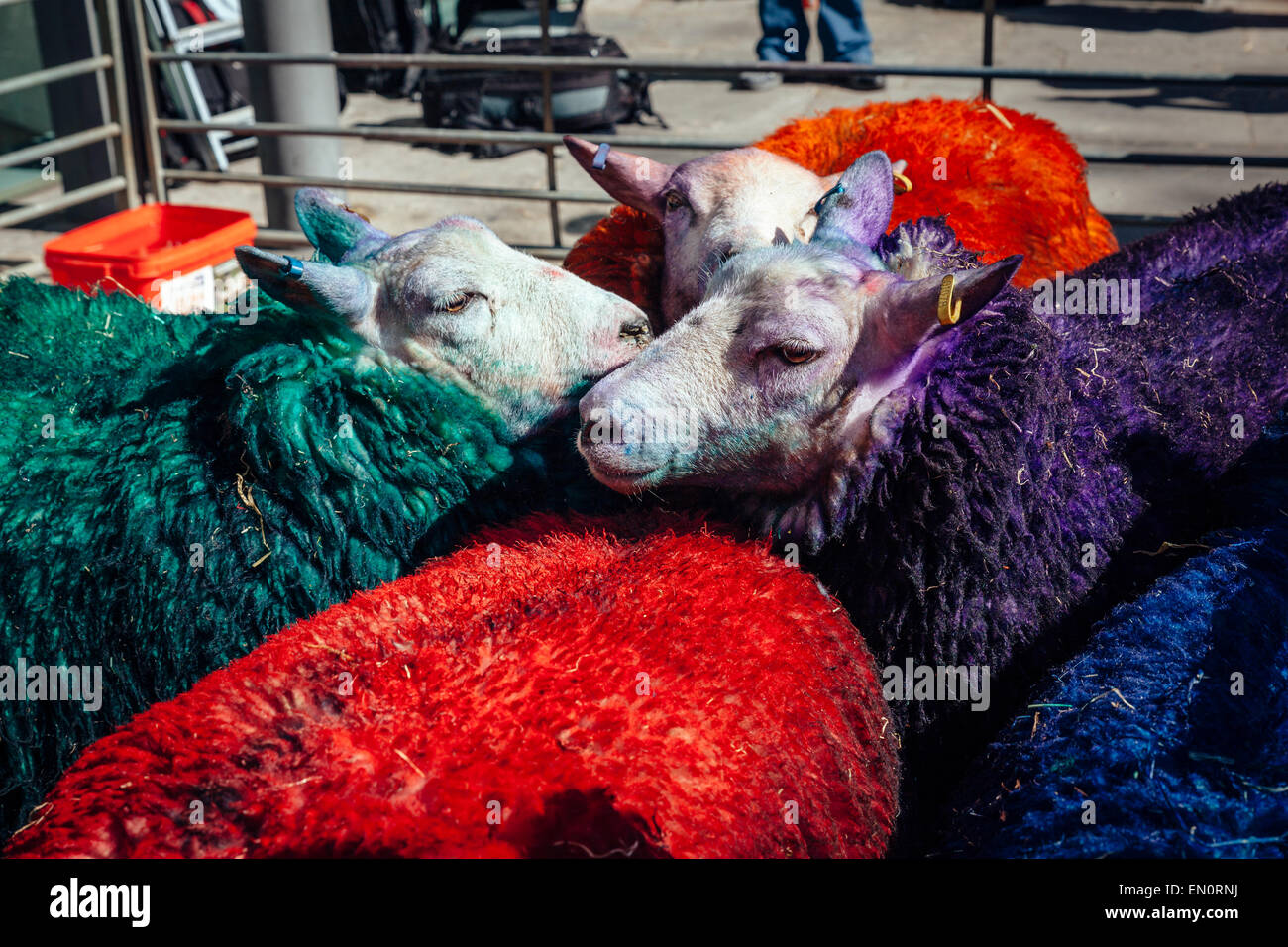 Latitude sheep hi-res stock photography and images - Alamy