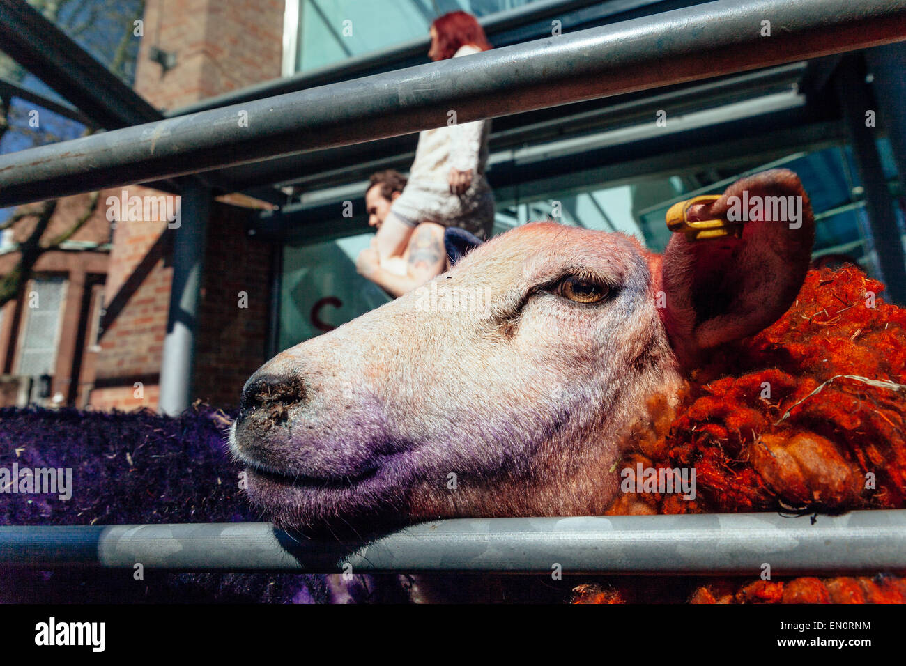 Latitude festival sheep hi-res stock photography and images - Alamy