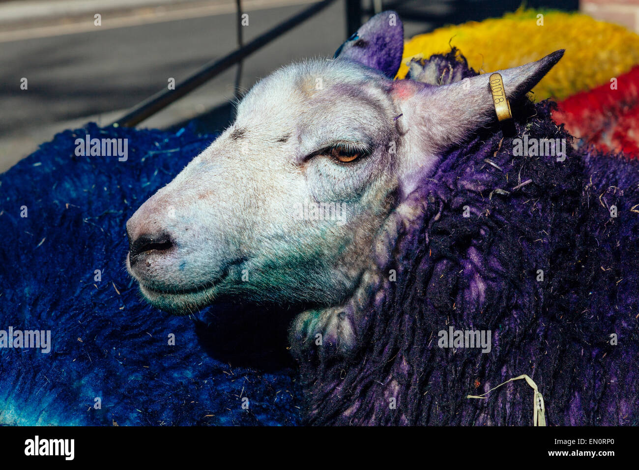 10th anniversary of Latitude Festival - Multi-coloured sheep perform ...