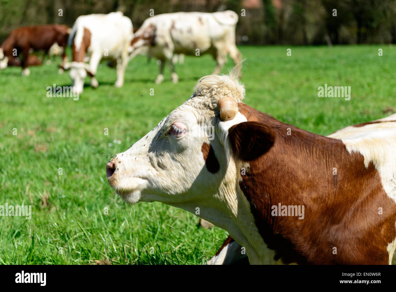 close up on the head of a cow in a meadow Stock Photo - Alamy