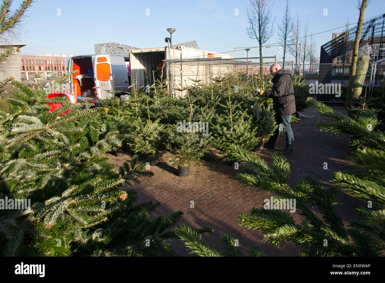 Christmas tree sales in Holland Stock Photo - Alamy