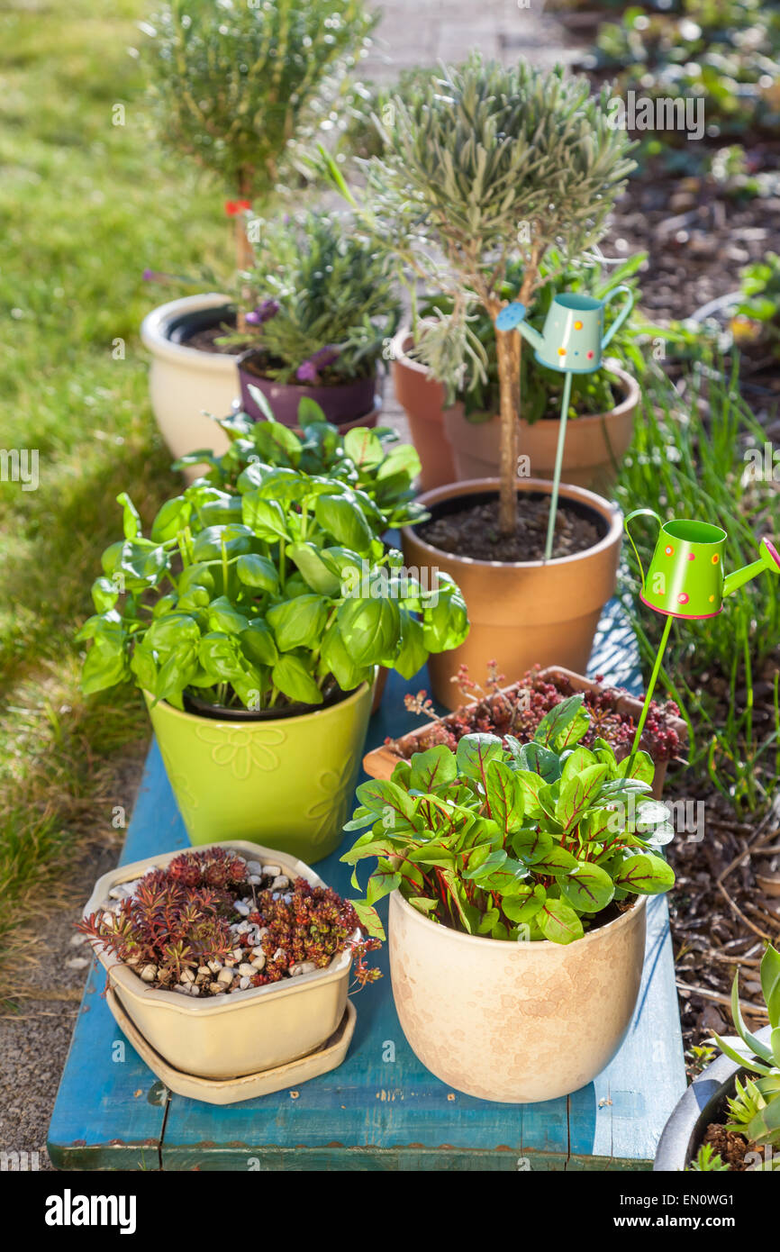 Outdoor flower pots for small garden, patio or terrace Stock Photo - Alamy