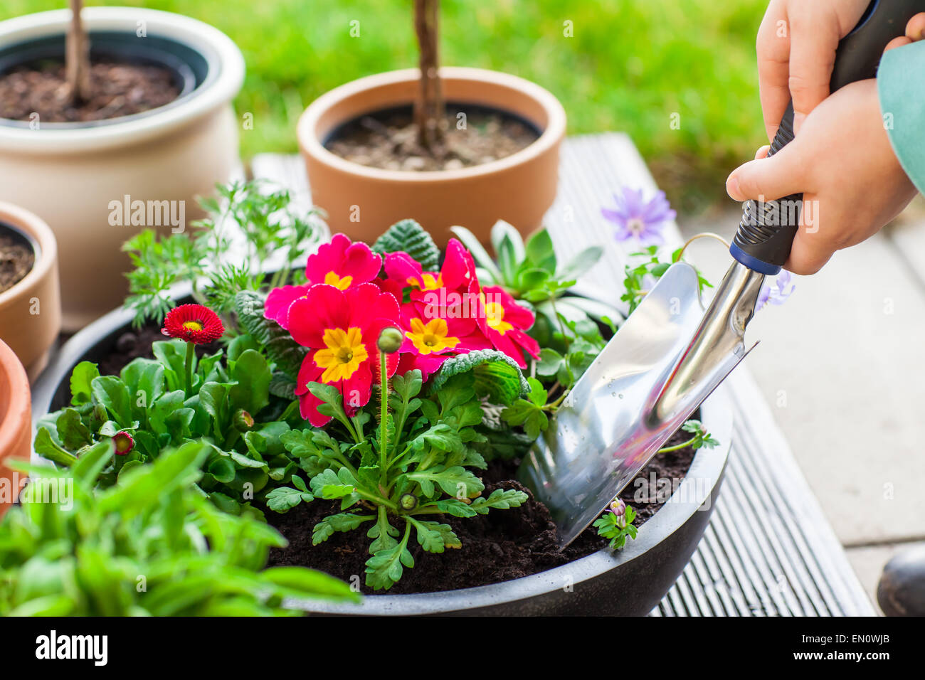 Detail of hand planting flowers and herbs Stock Photo - Alamy