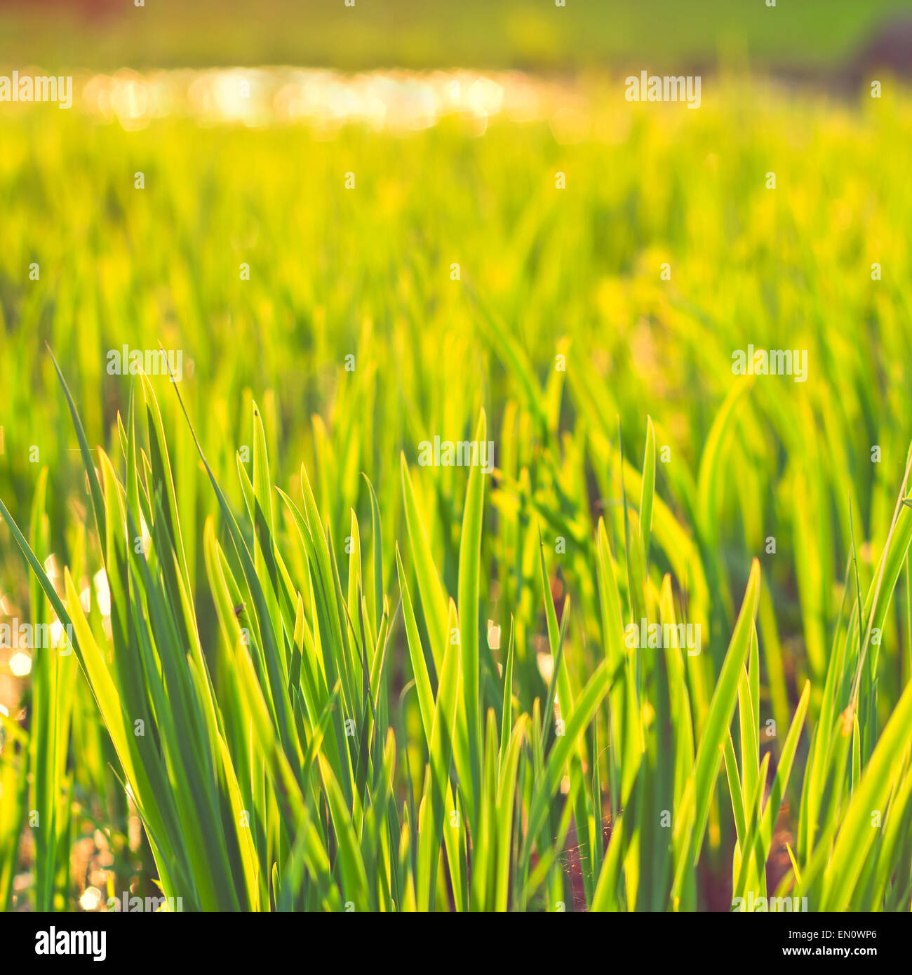 Fresh Grass Field Landscape View. Green Eco Background Stock Photo - Alamy