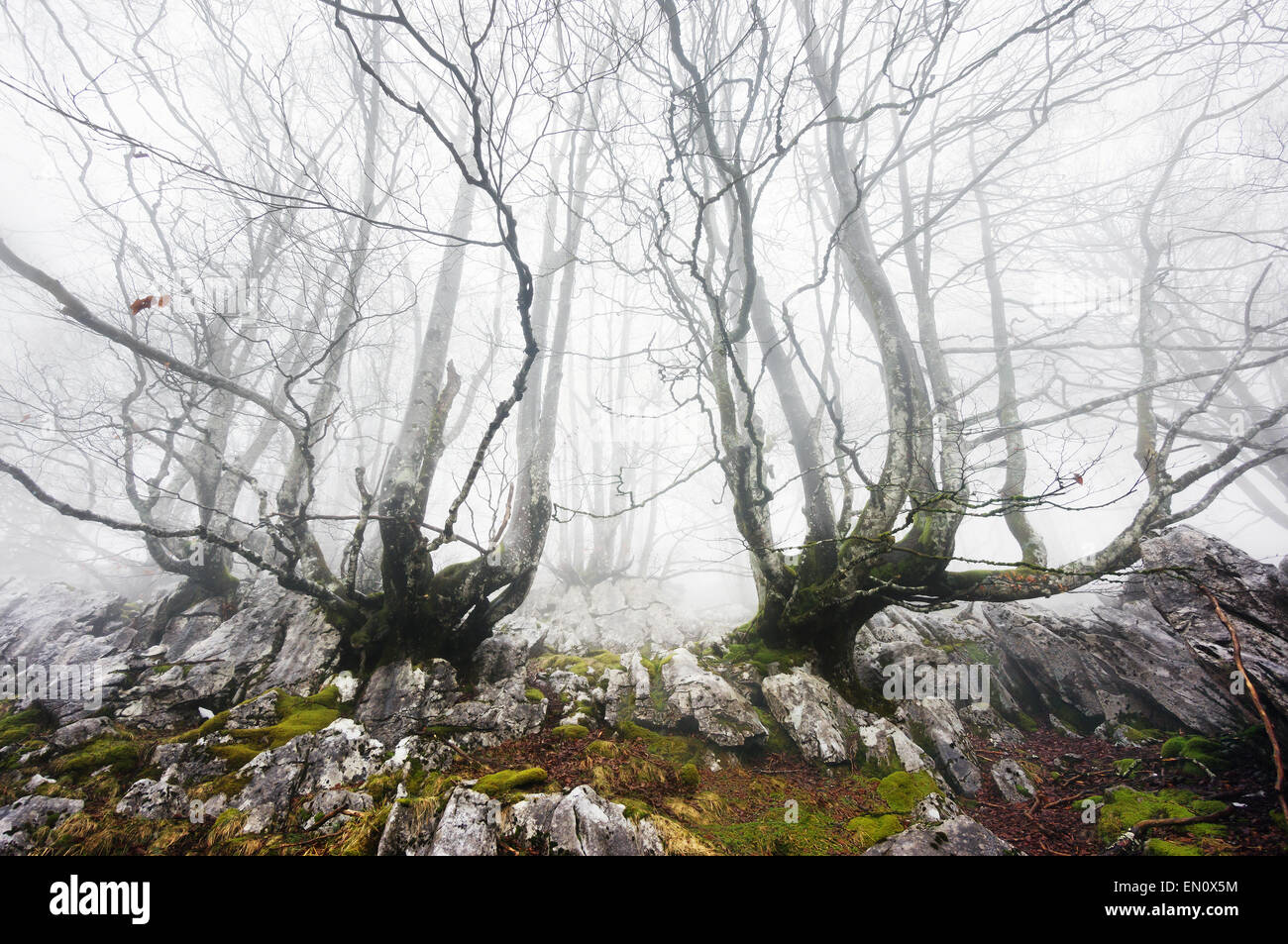 Creepy forest hi-res stock photography and images - Alamy