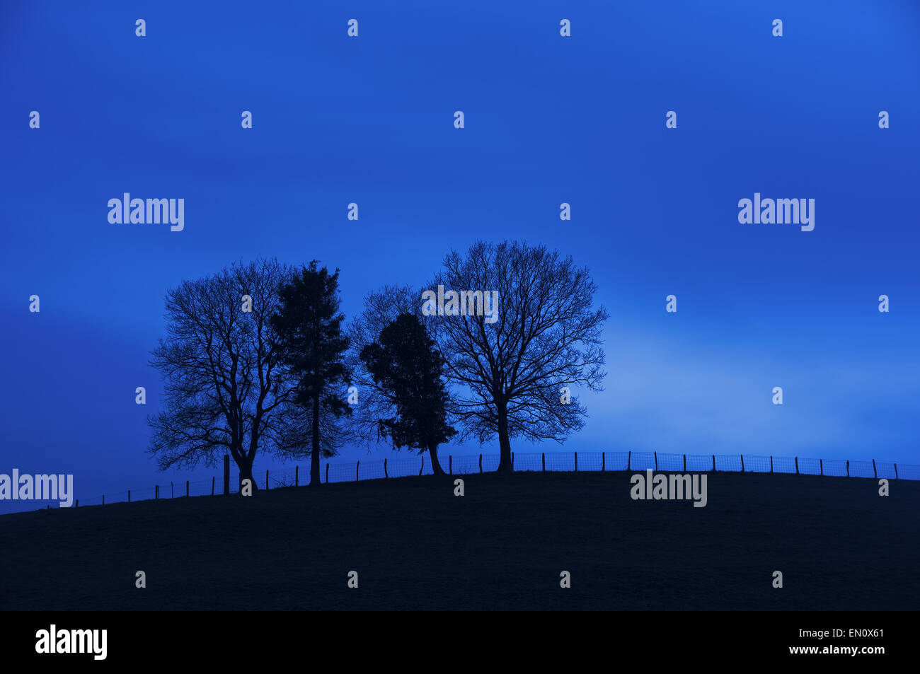 trees on a hill at the night Stock Photo - Alamy