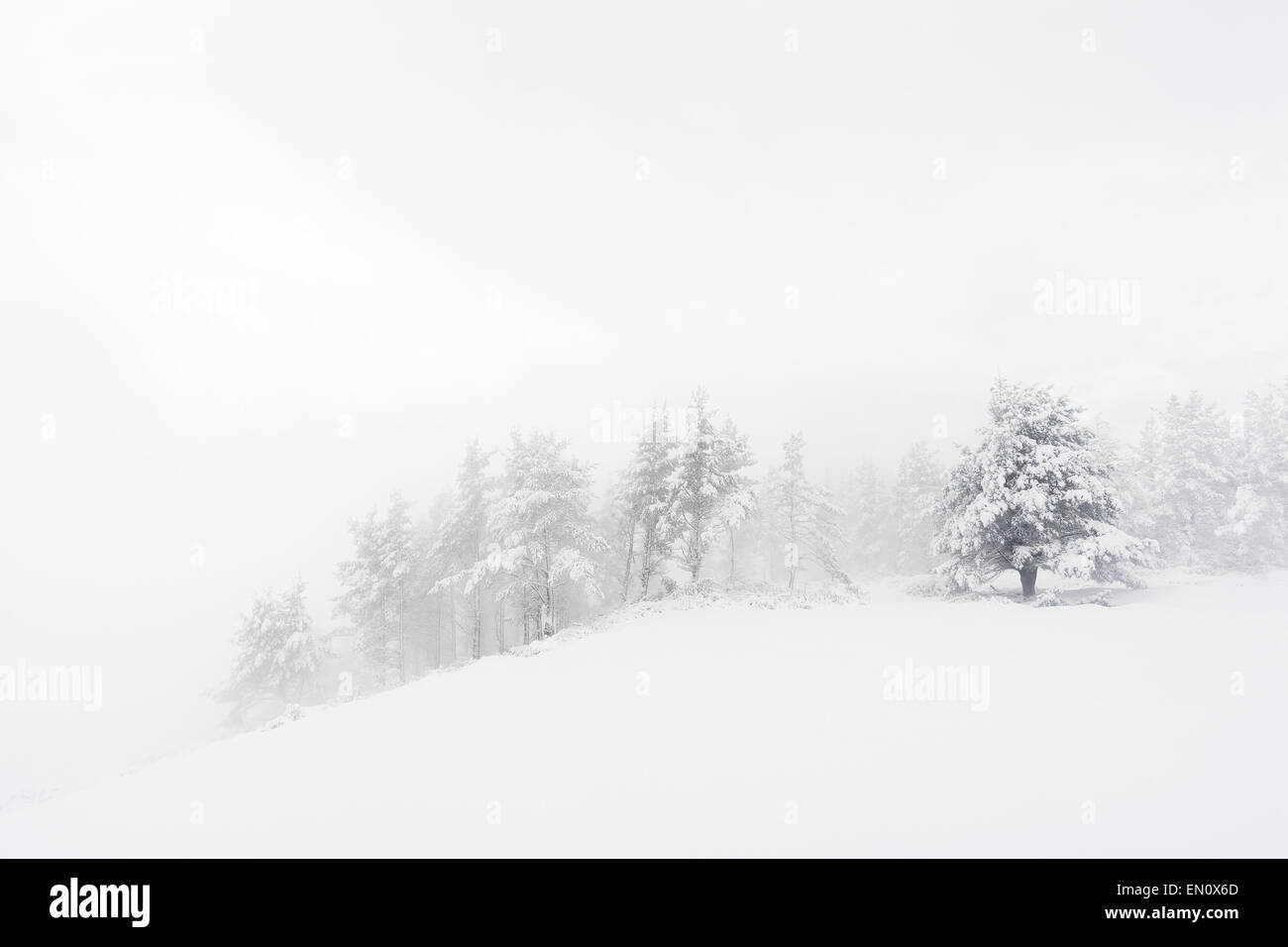 winter landscape with snowy frozen trees on blizzard Stock Photo - Alamy