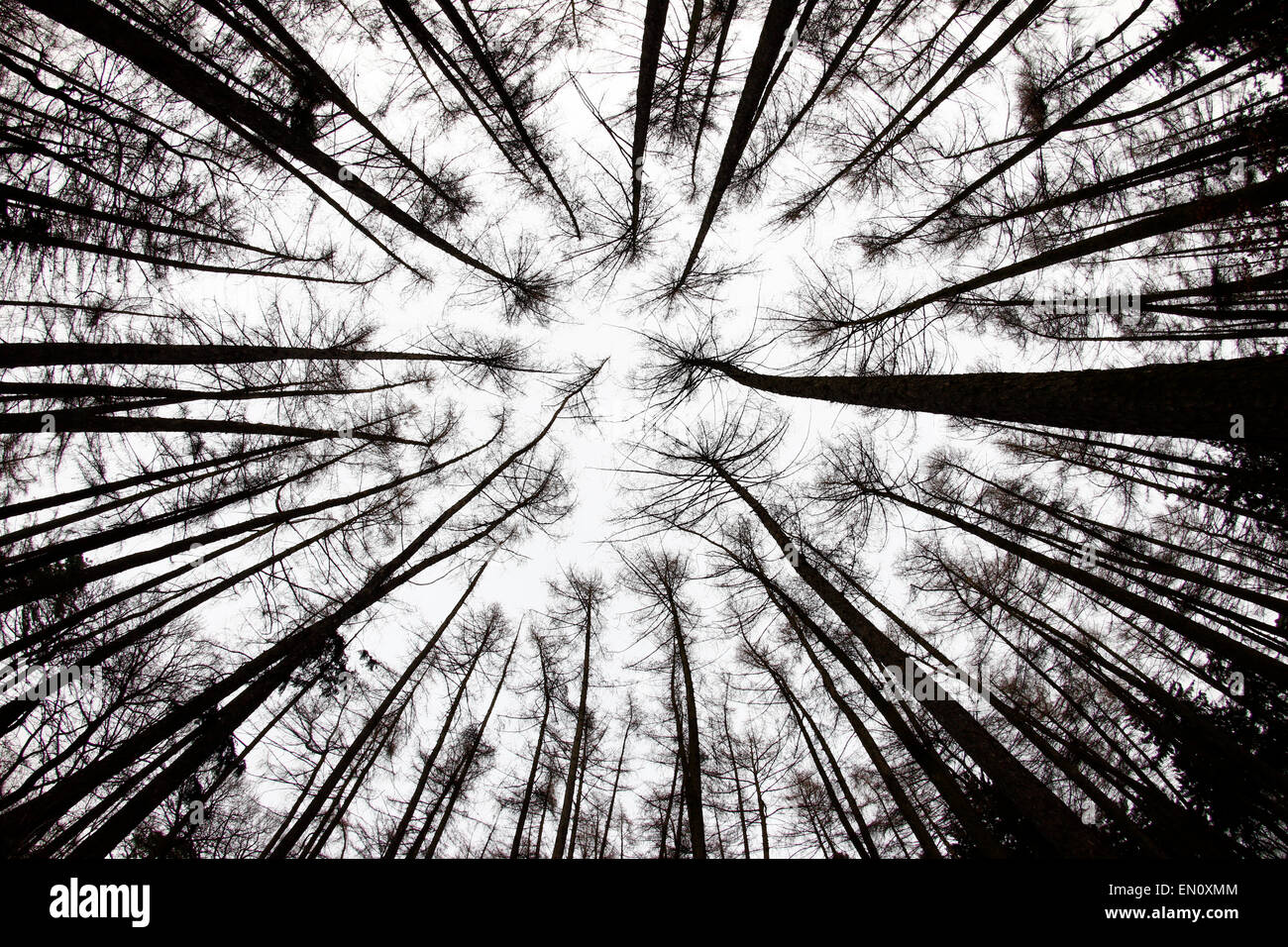 forest view from below - fish-eye lens view Stock Photo - Alamy