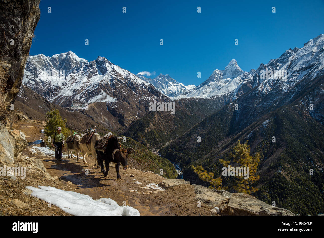Dzos hi-res stock photography and images - Alamy