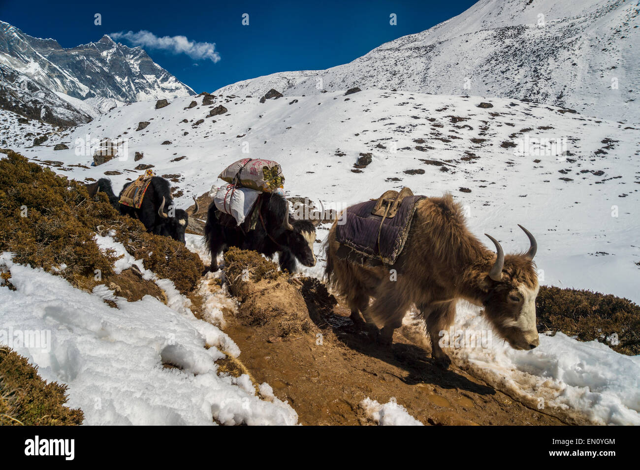 Yak hybrids (Dzos) in the Himalayas Stock Photo - Alamy