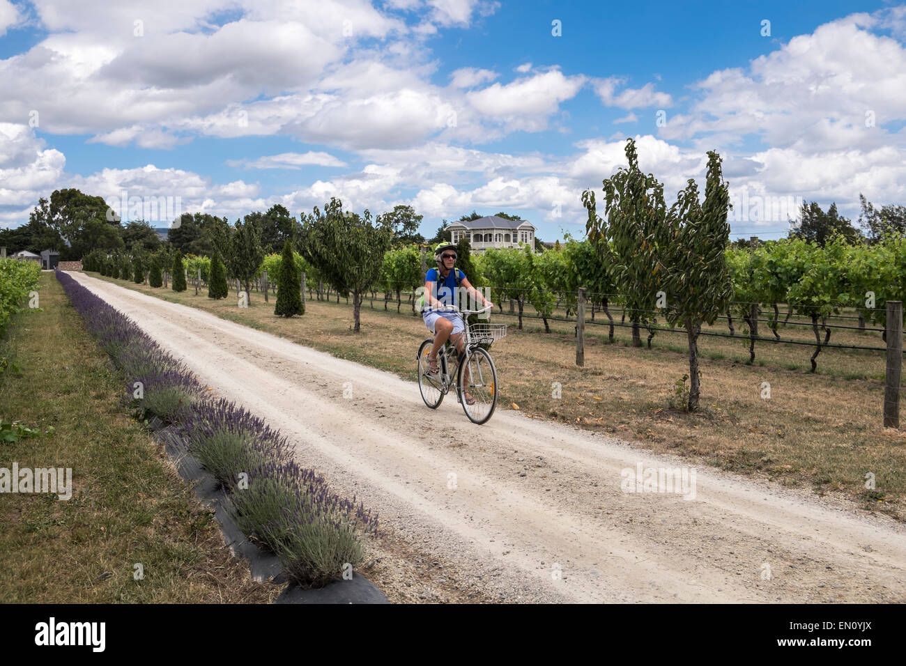 Cycling vineyard new zealand hi-res stock photography and images - Alamy