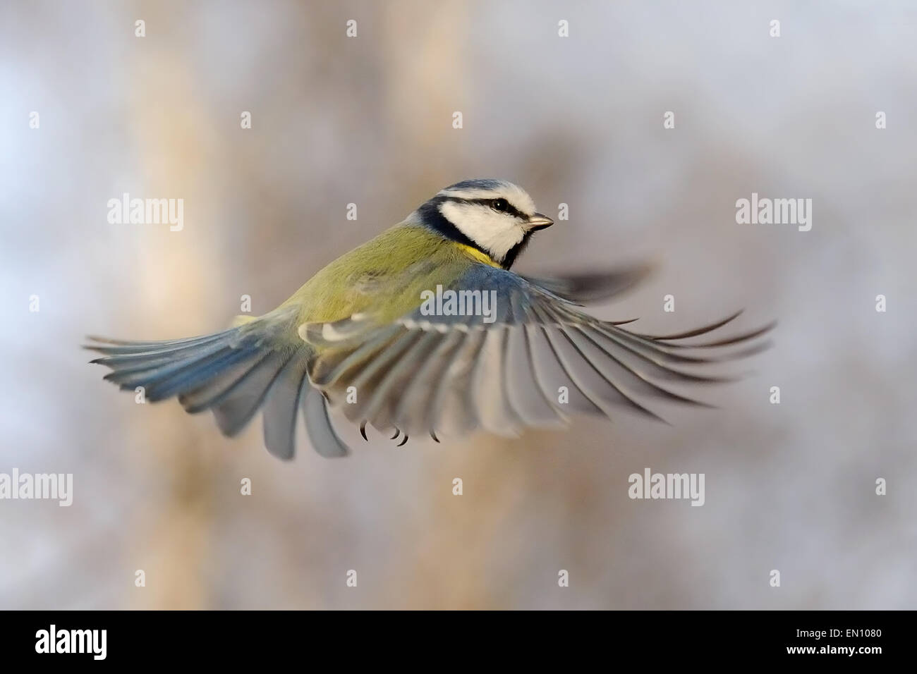 Flying Blue Tit Stock Photo - Alamy