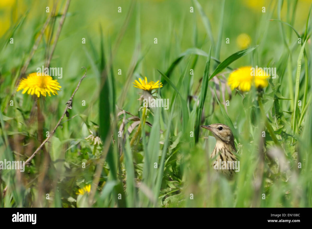 Tree pipit bird hi-res stock photography and images - Alamy