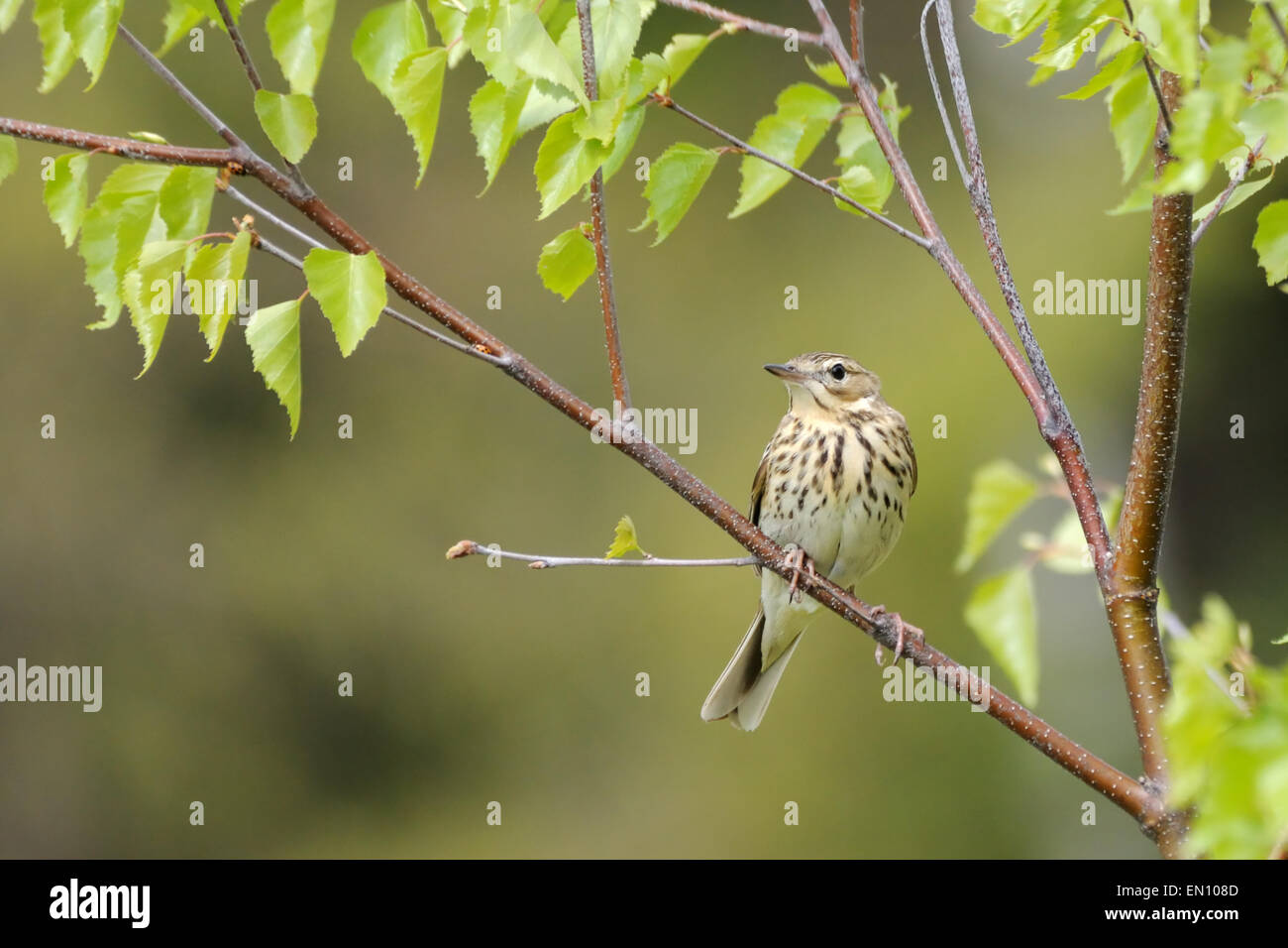 Tree pipit hi-res stock photography and images - Alamy